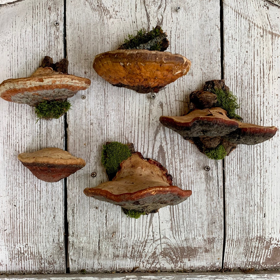 Mushroom Shelf Porch Decor Ideas Forestcore Decor - Etsy