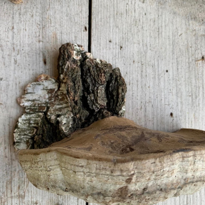 Mushroom Shelf Porch Decor Ideas Forestcore Decor - Etsy