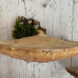 Set 4 Whimsical Mushroom Shelves Enchanting Woodland-inspired Home Dec ...