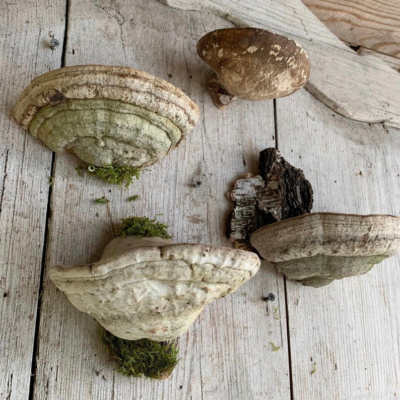 Mushroom Shelf Porch Decor Ideas Forestcore Decor - Etsy