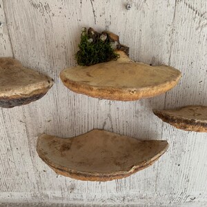 Set 4 Whimsical Mushroom Shelves Enchanting Woodland-inspired Home Dec ...