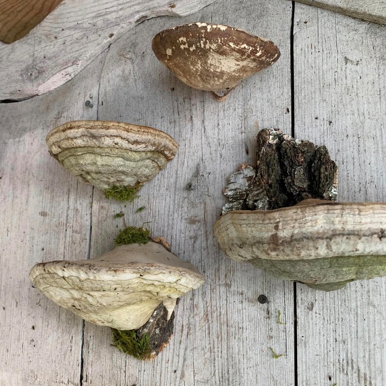 Mushroom Shelf Porch Decor Ideas Forestcore Decor - Etsy