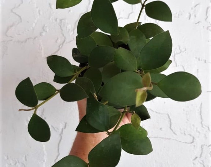 Rare Hoya Pubera, Full 4" Plants - Etsy