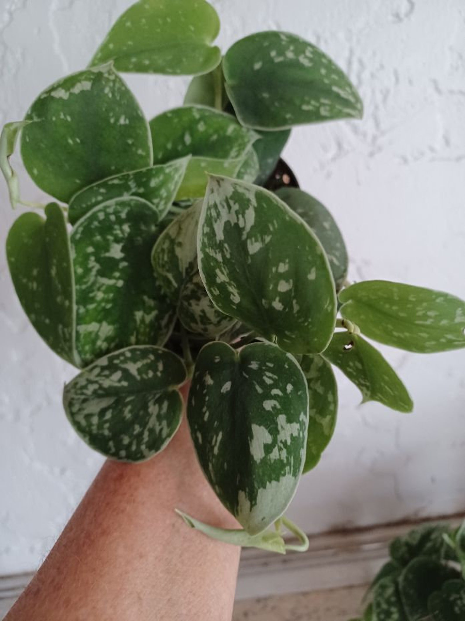 Silver Pothos scindapsus Pictus 4 Pot Size - Etsy
