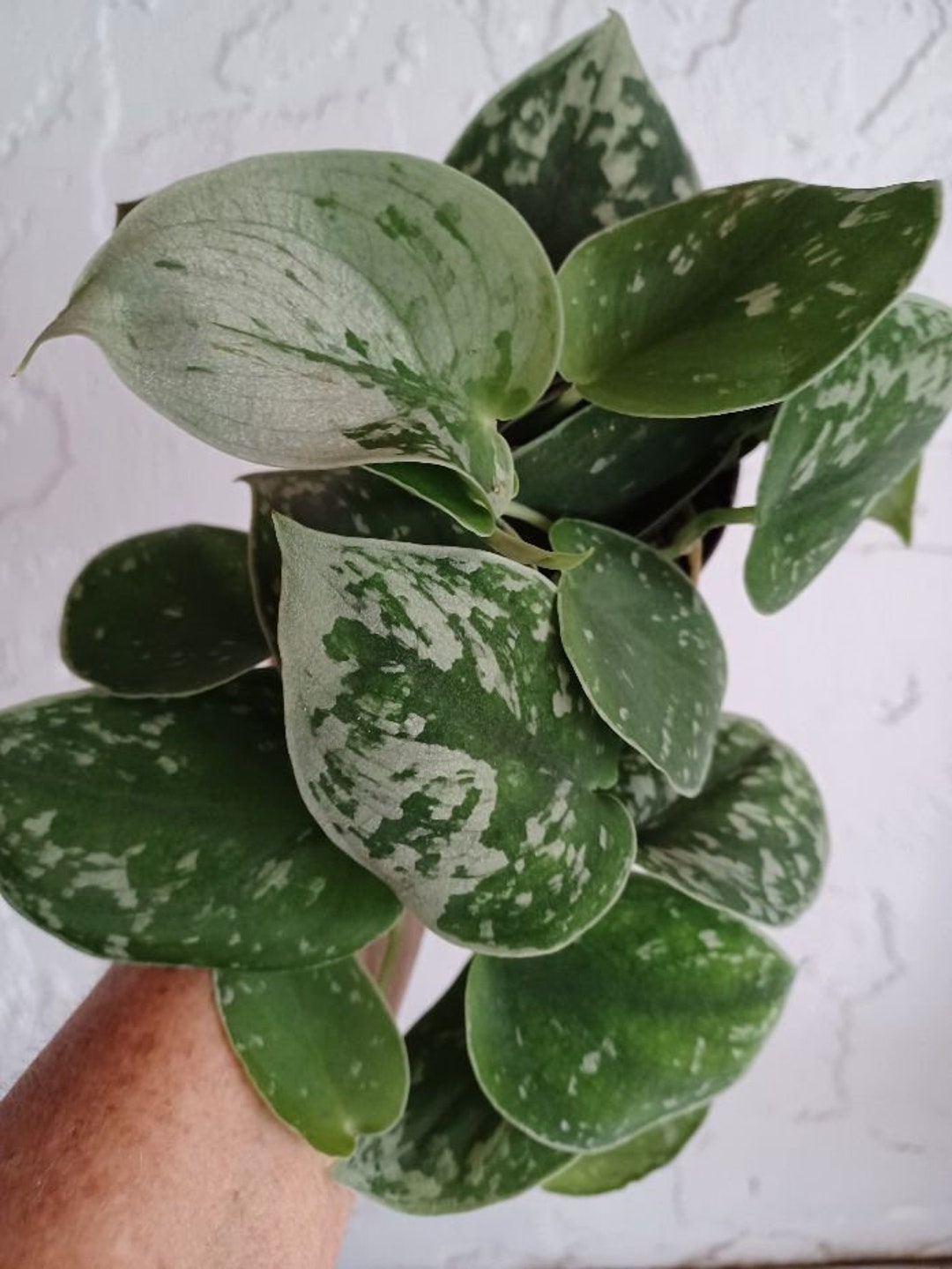 Silver Pothos scindapsus Pictus 4 Pot Size - Etsy