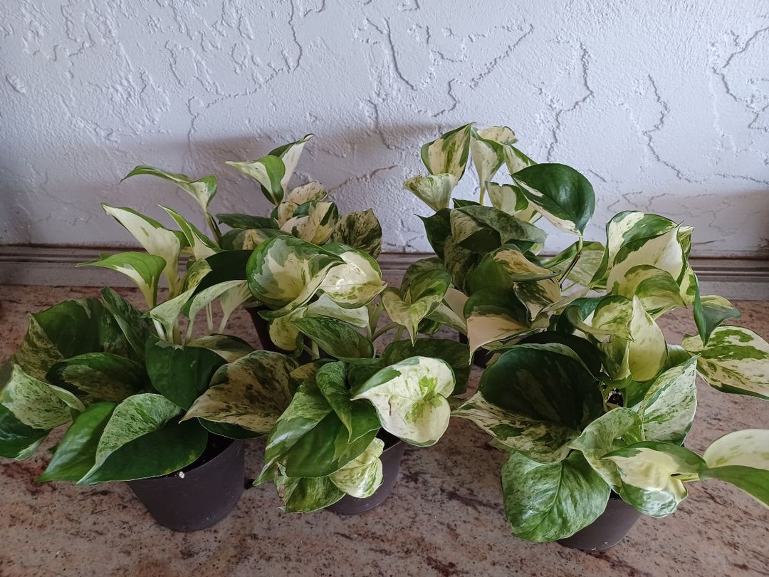 Manjula Pothos, 4" Pot Choice (epipremnum Aureum 'manjula') - Etsy