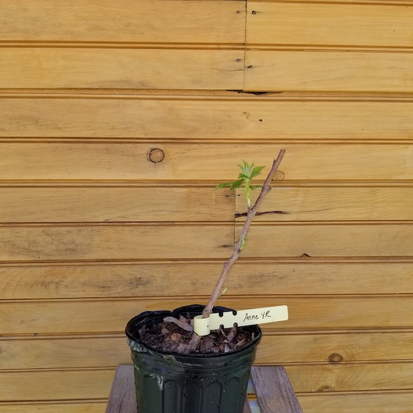 Raspberry Red - Etsy