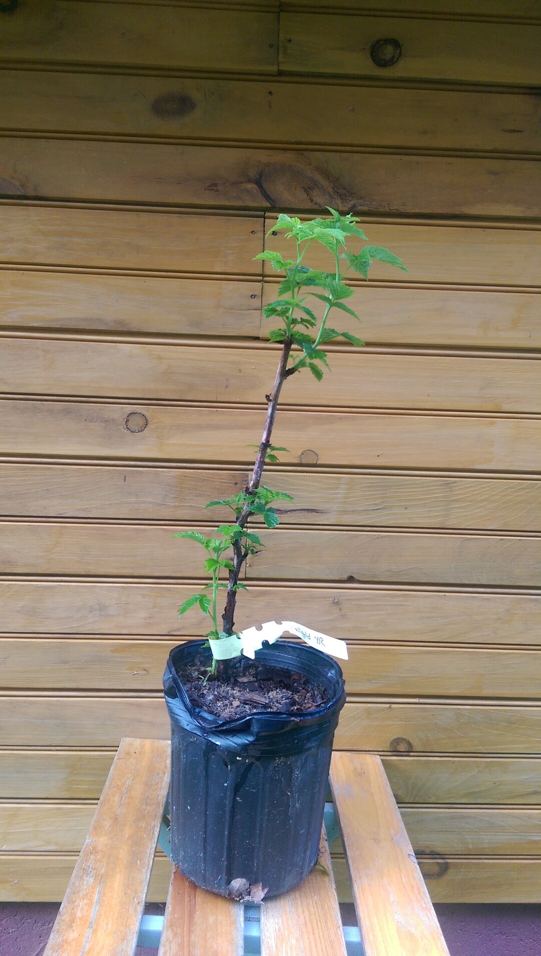 5 6 12 Fall Gold Yellow Raspberry Rubus Idaeus 5 Live Plants - Etsy