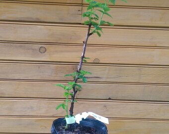 Raspberry Plant Live | Etsy