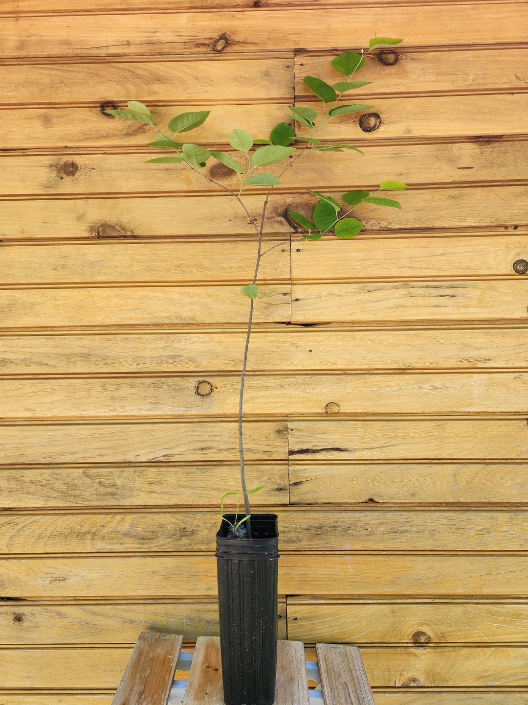 2 12” – 18” Downy Serviceberry Tree – Amelanchier Arborea – 2 Live ...