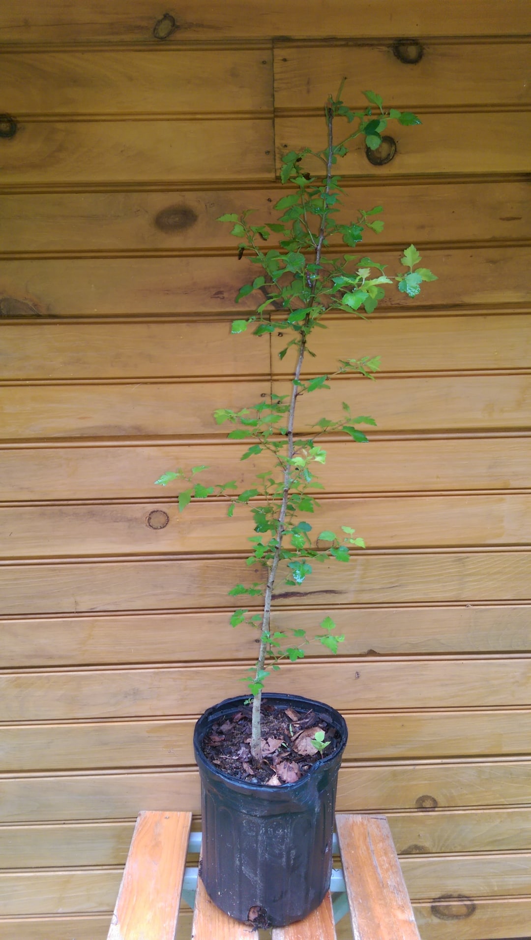 2 6" - 12" Washington Hawthorn - Crataegus Phaenopyrum - Live Trees - Etsy