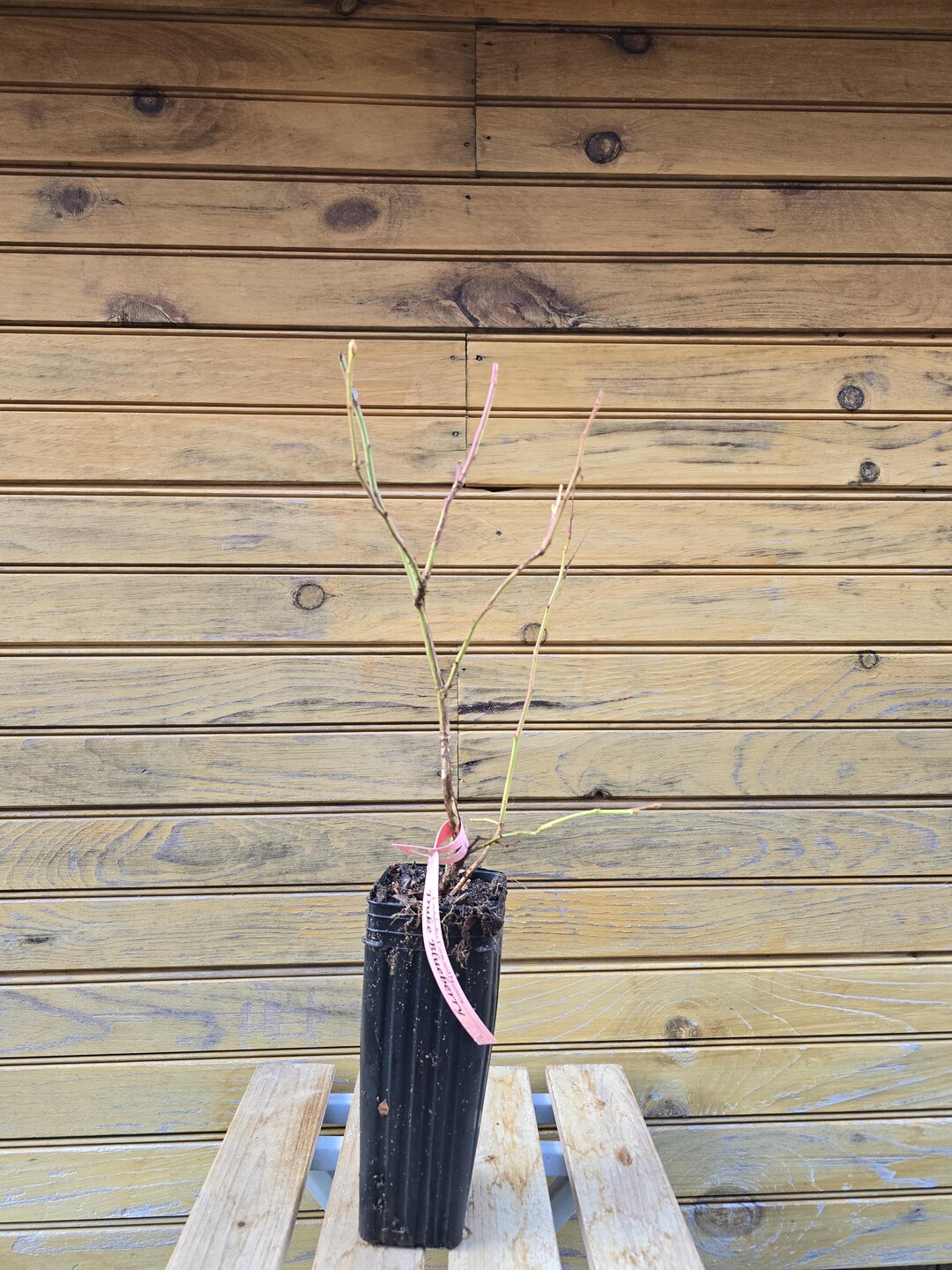 2 6" - 12" - Duke Blueberry – Vaccinium Corymbosum - 2 Live Plants - Etsy