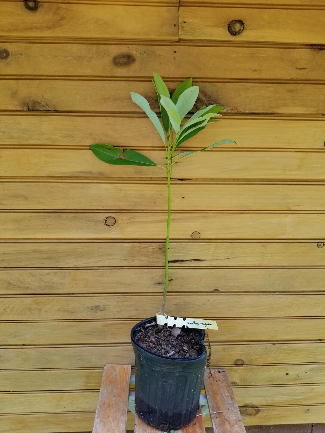 2 12” – 18” Sweetbay Magnolia Tree – Magnolia Virginiana – 2 Live Trees ...