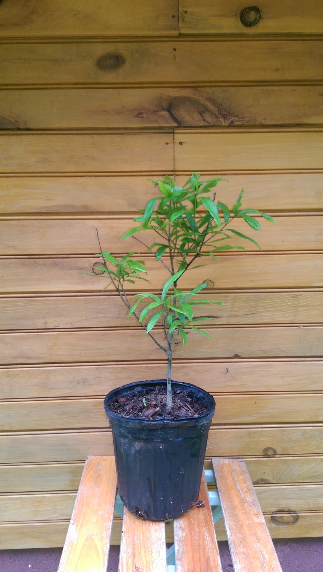 2 12" - 18" Willow Oak Trees – Quercus Phellos – 2 Live Trees - Etsy