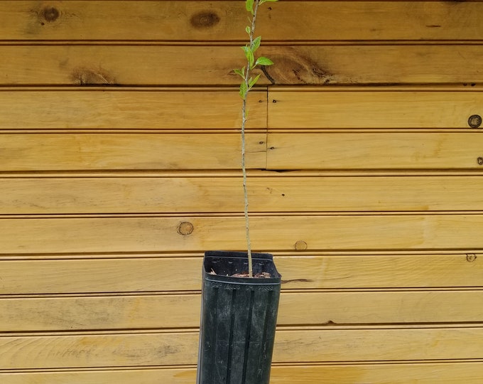 2 18” – 24” Osage Orange Tree – Maclura Pomifera – 2 Live Trees - Etsy