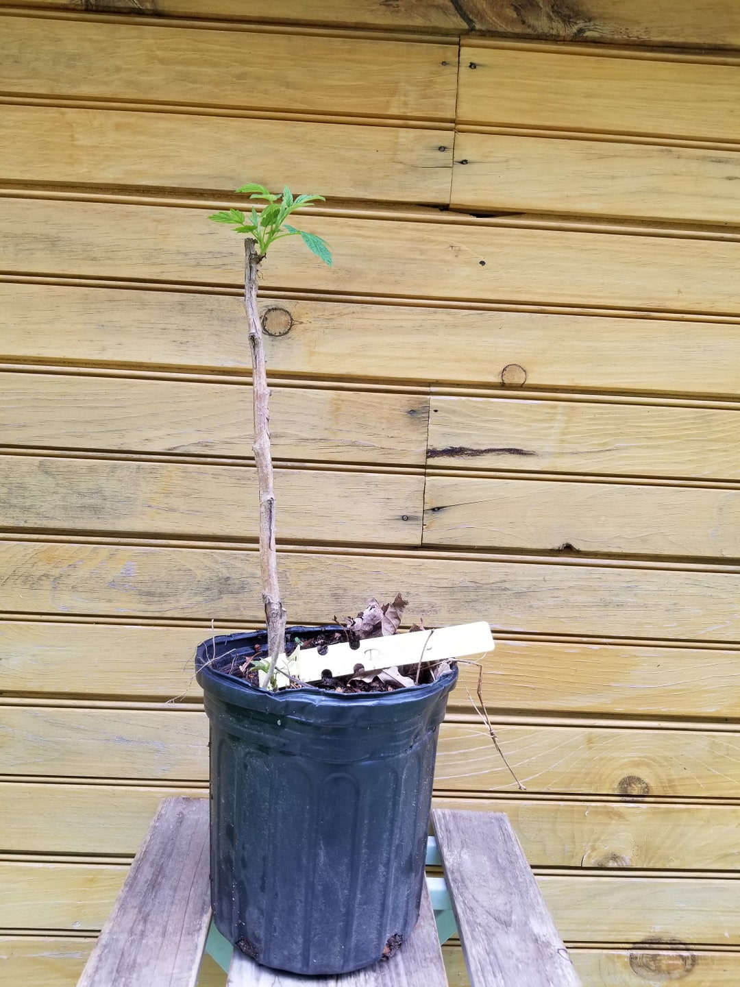 5 6" - 12" - Double Gold Raspberry – Rubus Idaeus - 5 Live Plants - Etsy