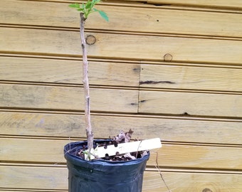 3 Raspberry Plants double Goldsweetest in Flavor, Everbearing, High ...