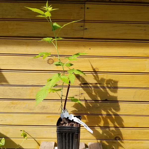 Black Raspberry Plants - Etsy