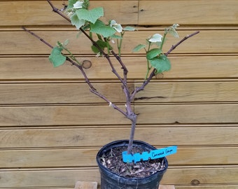 LoolyhollerFarm - Etsy