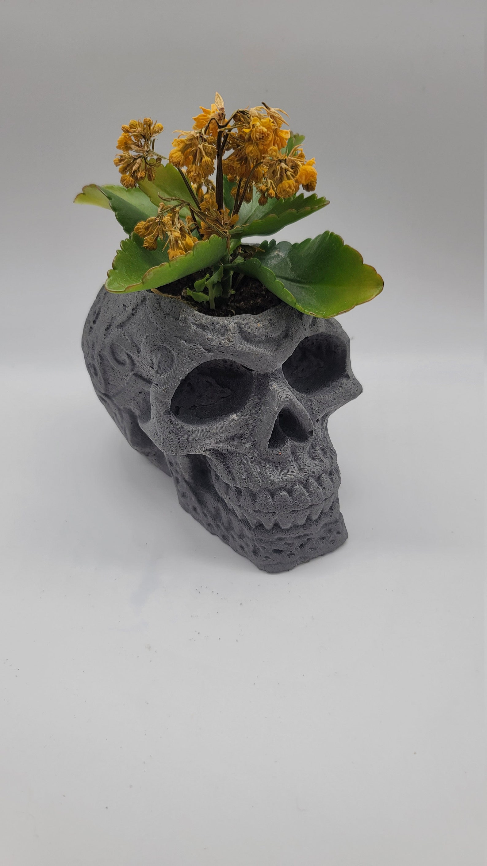 Skull Planter Skull Plant Pot Skull Succulent Planter - Etsy