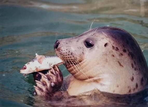 Foca Della Groenlandia Che Mangia Pesce