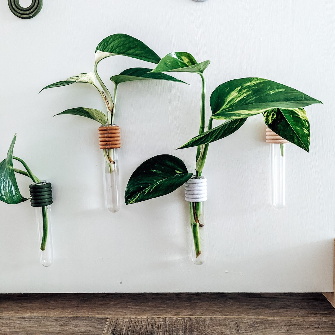 Simple Propagation Vases, Plant and Flower Vases, Wall Planter ...