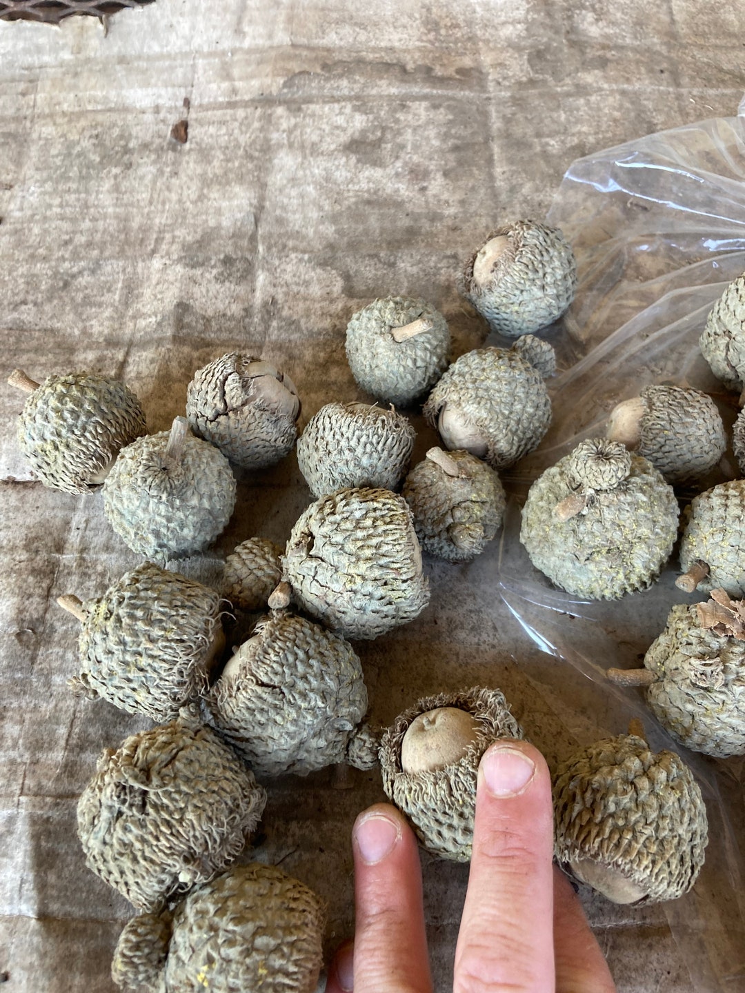 Large Acorns bur Oak Decorative - Etsy