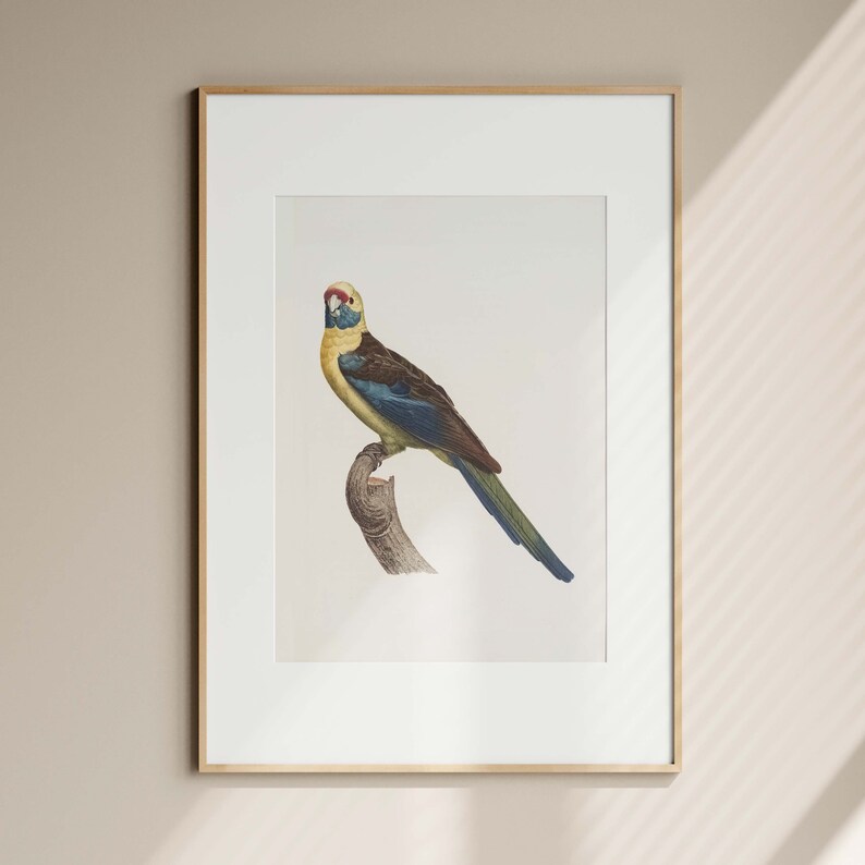 Parrot Poster Parakeet Digital Wall Art Bird Poster Wall Decor Over the ...