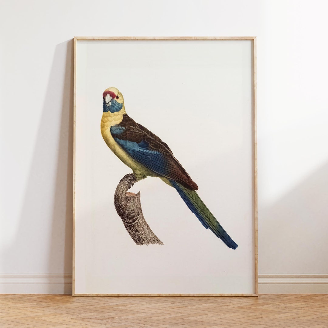 Parrot Poster Parakeet Digital Wall Art Bird Poster Wall Decor Over the ...