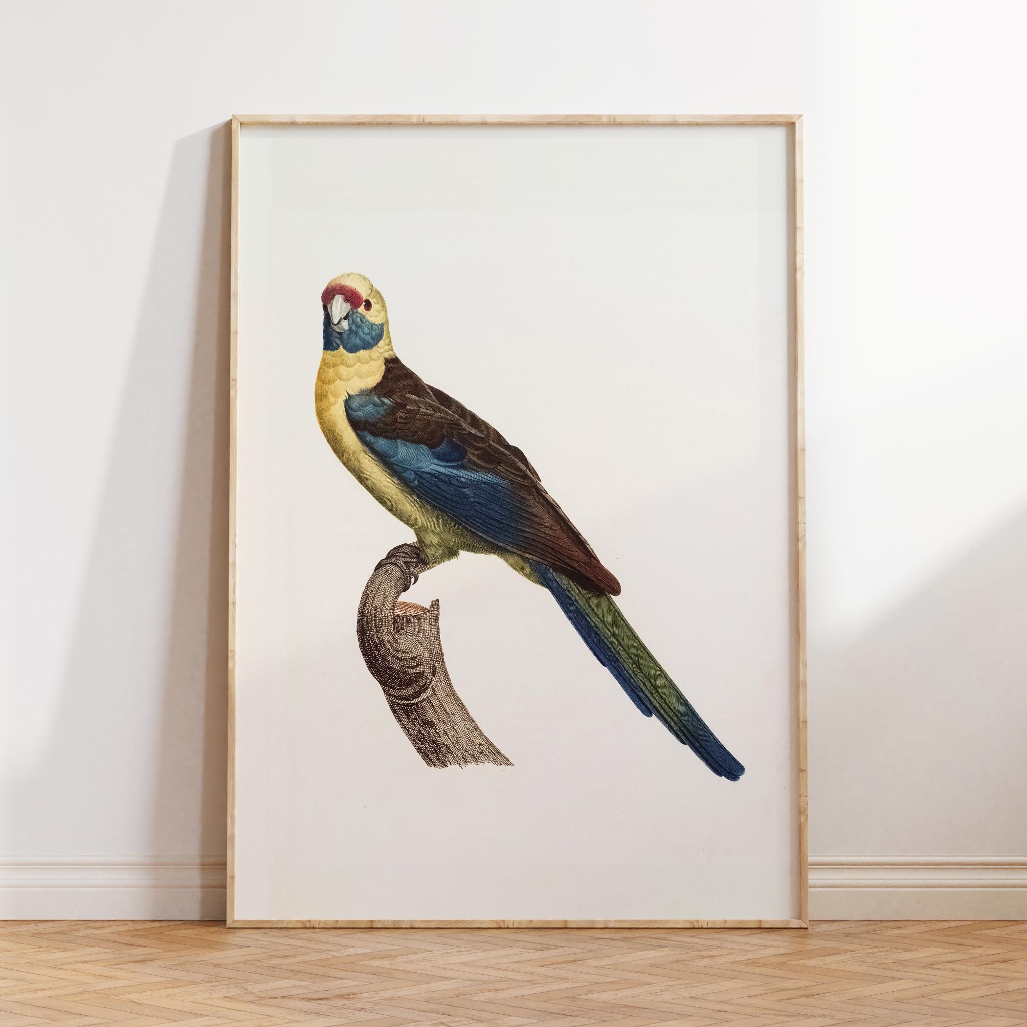 Parrot Poster Parakeet Digital Wall Art Bird Poster Wall Decor - Etsy