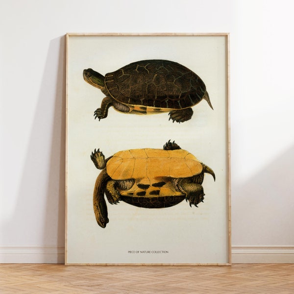 Sea Turtle Wall Art - Etsy