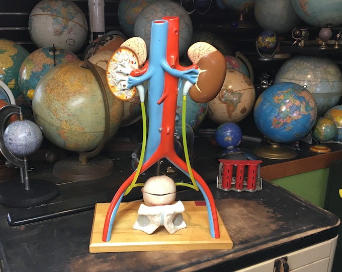 Denoyer Geppert Anatomy Model - Etsy