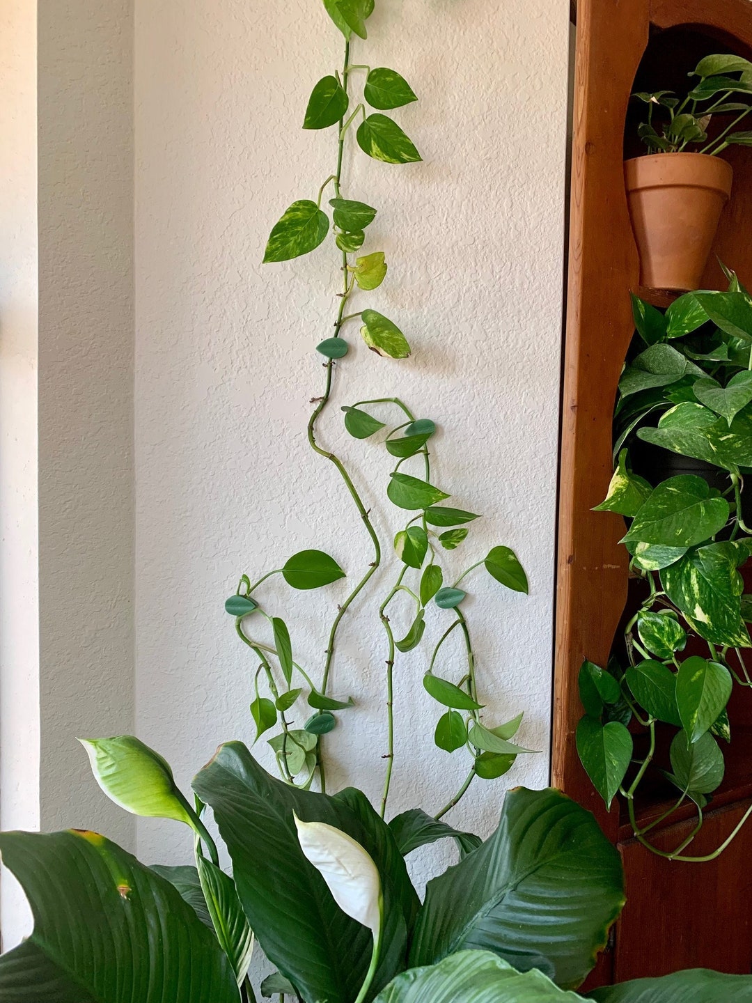Plant Clips for Climbing Plants, Plant Trellis Indoor, Hanging Plant ...