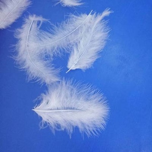 White Feathers, Natural Feathers, Real Feathers, Craft Feathers, Pretty ...