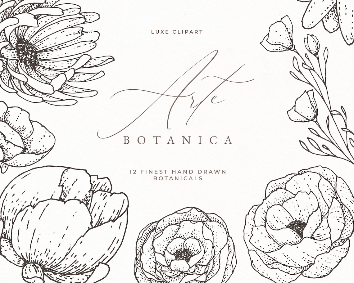 Botanical Line Art Illustration Modern Floral Illustration - Etsy