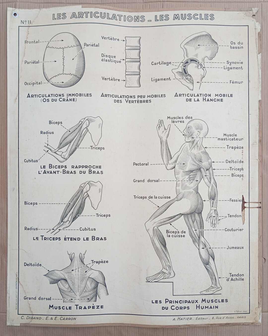 Joints, Muscles, Nerves / Nervous System, Brain Old Science School ...