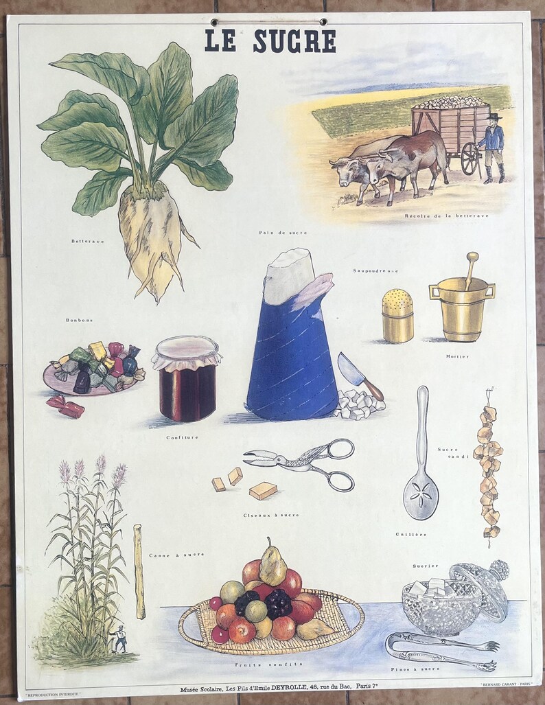 Sugar - Old School Poster Deyrolle, 1950 - Old School Map - Etsy