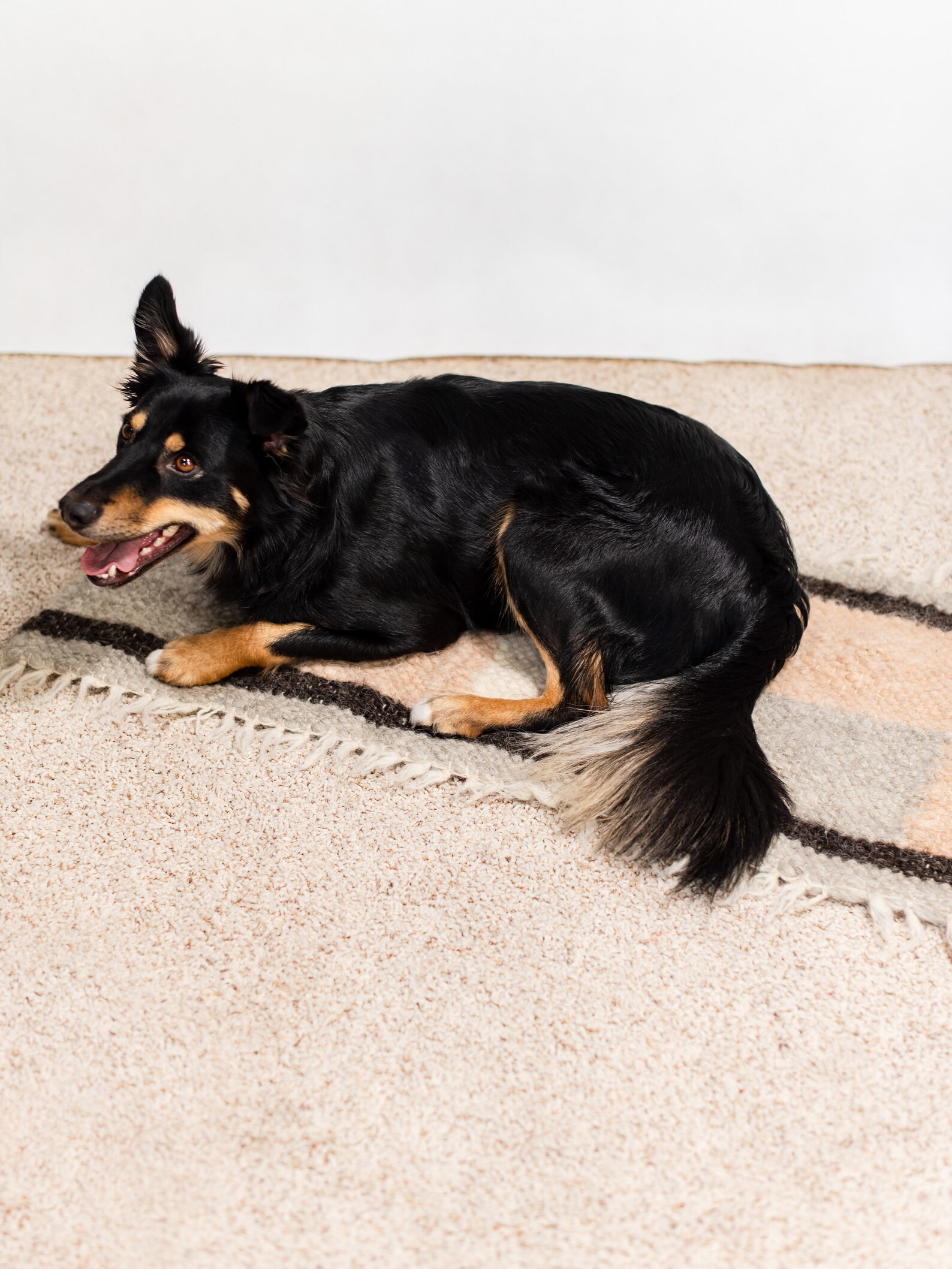 Handwoven Rug Pet Supplies Wool Pet Mat Rug Dog Carpet Pet Rug - Etsy