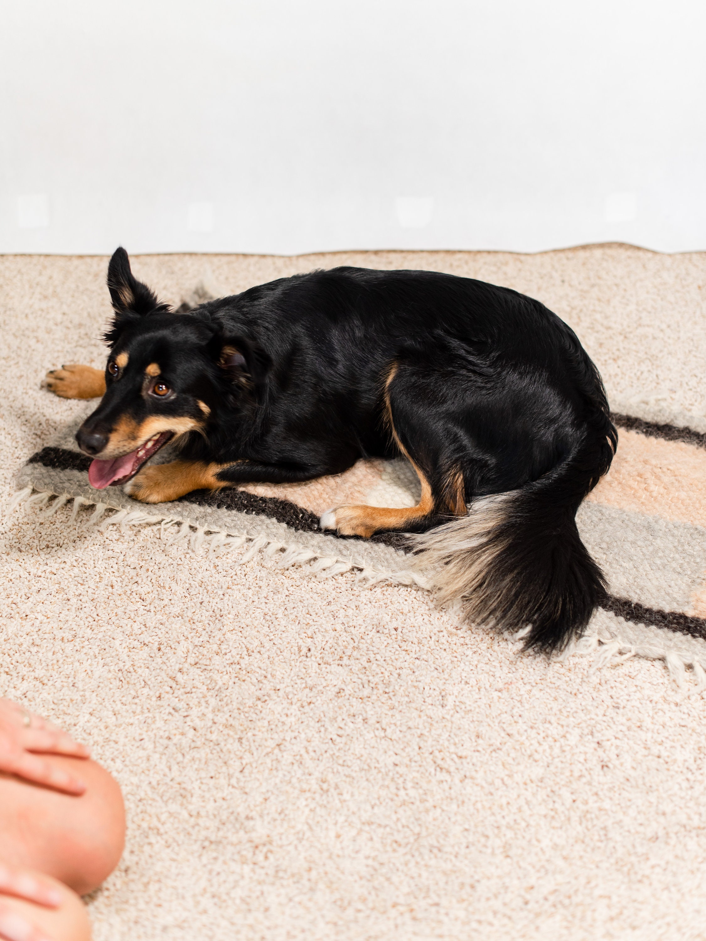 Handwoven Rug Pet Supplies Wool Pet Mat Rug Dog Carpet Pet Rug - Etsy