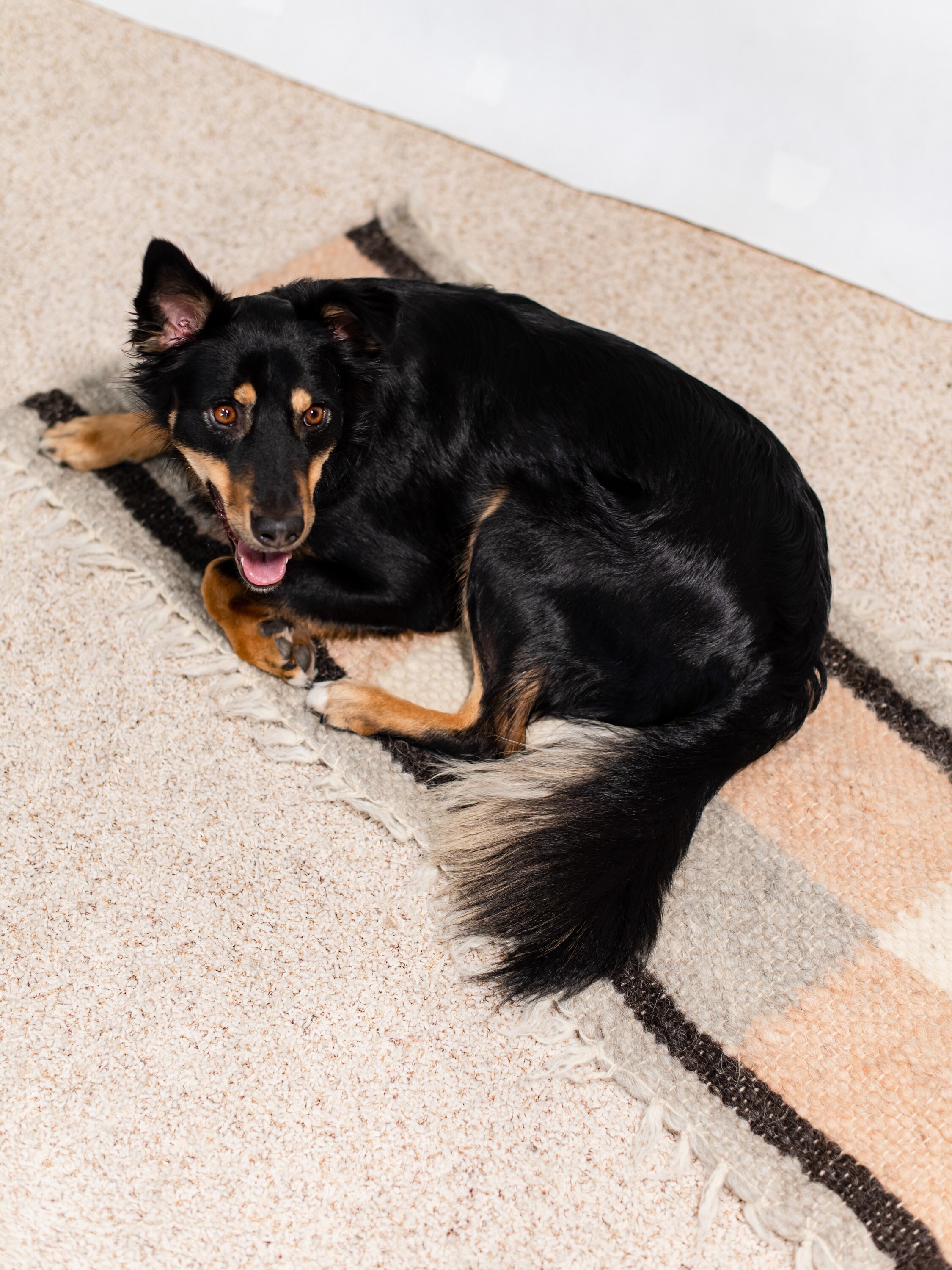 Handwoven Rug Pet Supplies Wool Pet Mat Rug Dog Carpet Pet Rug - Etsy