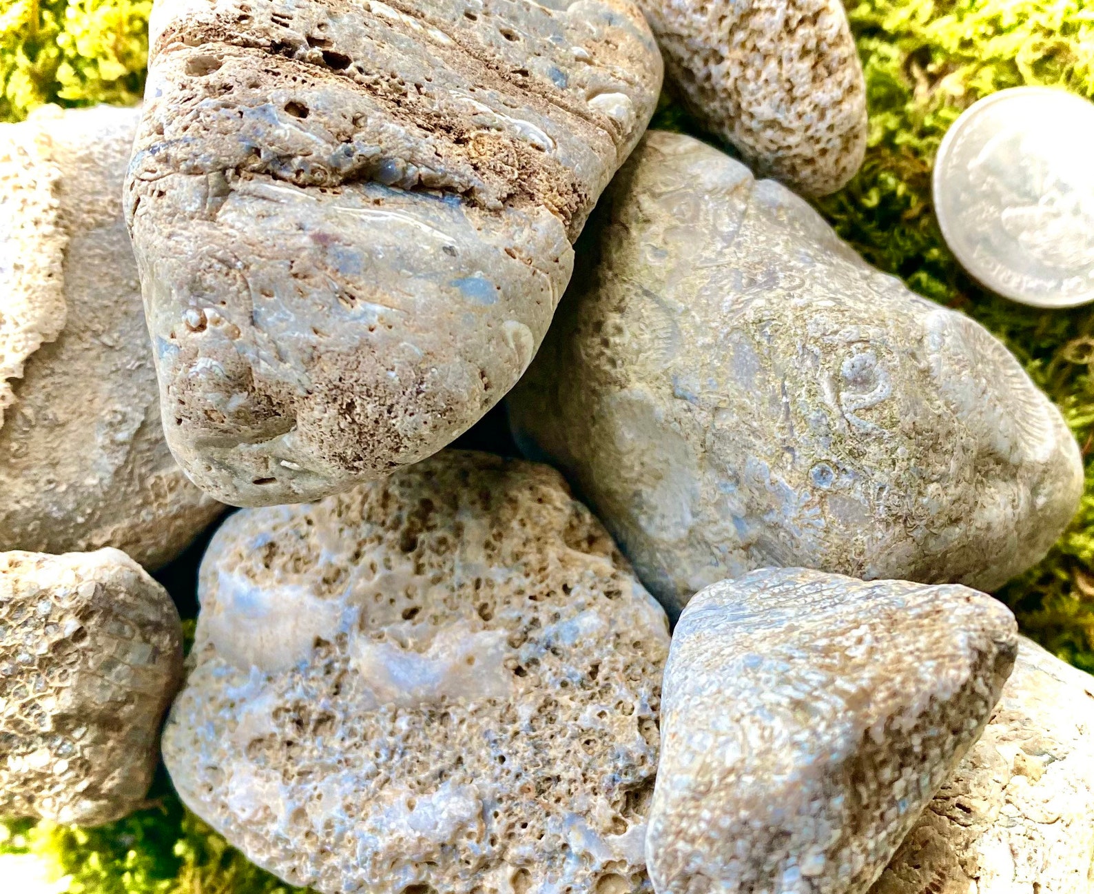 9 Piece Authentic Ohio River Rock Fossils Opalized Crystals | Etsy