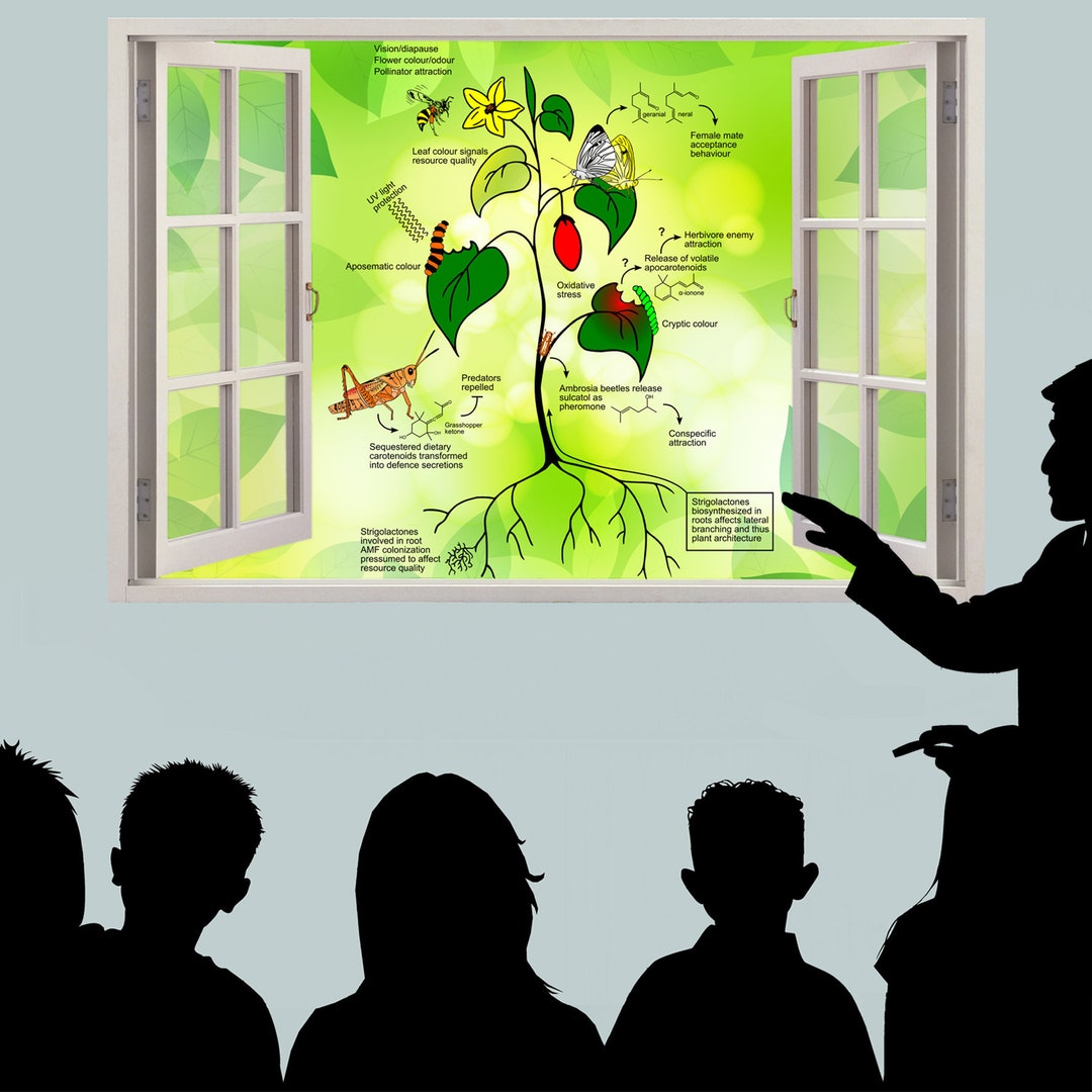 Plants Anatomy Biology Educational Wall Sticker Art Poster Mural Decal ...