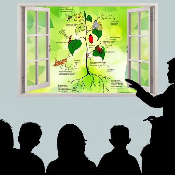 Plants Anatomy Biology Educational Wall Sticker Art Poster | Etsy