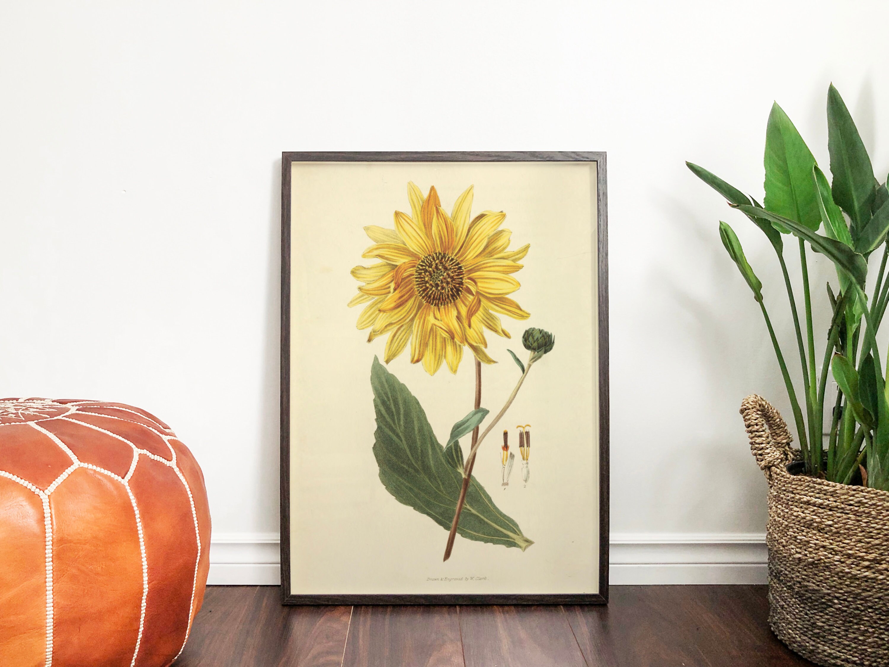 Vintage Botanical Sunflower Print - Etsy
