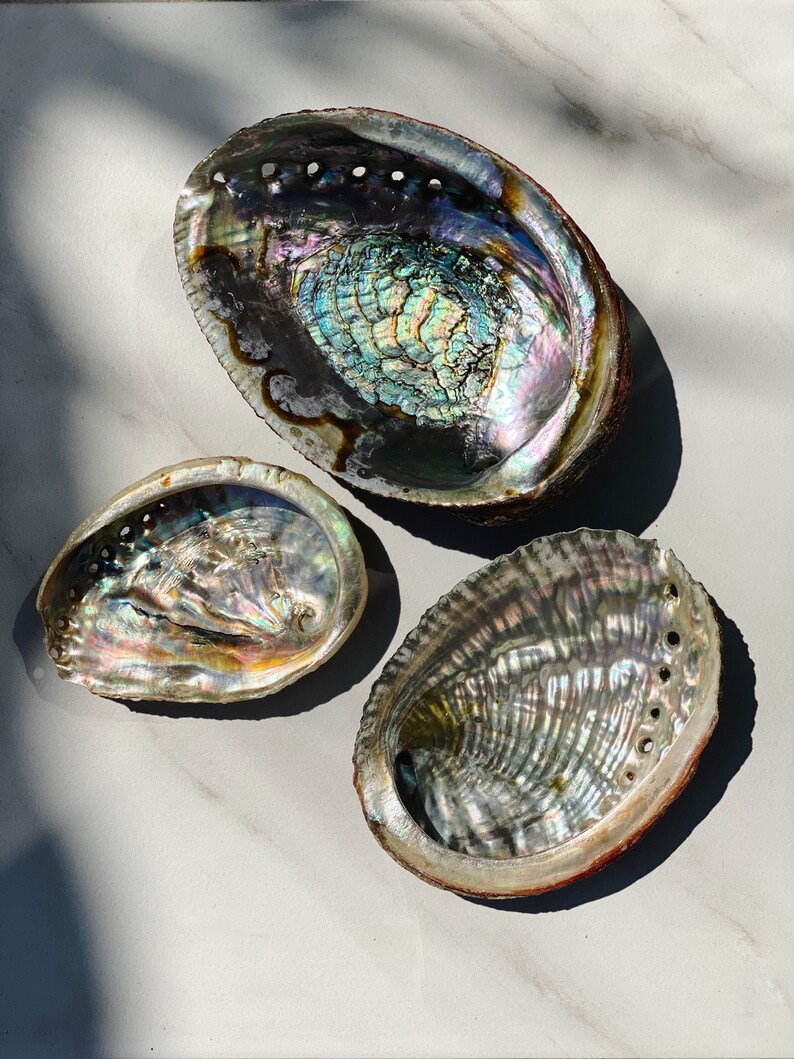 Small Abalone Shells for Incense - Etsy Denmark