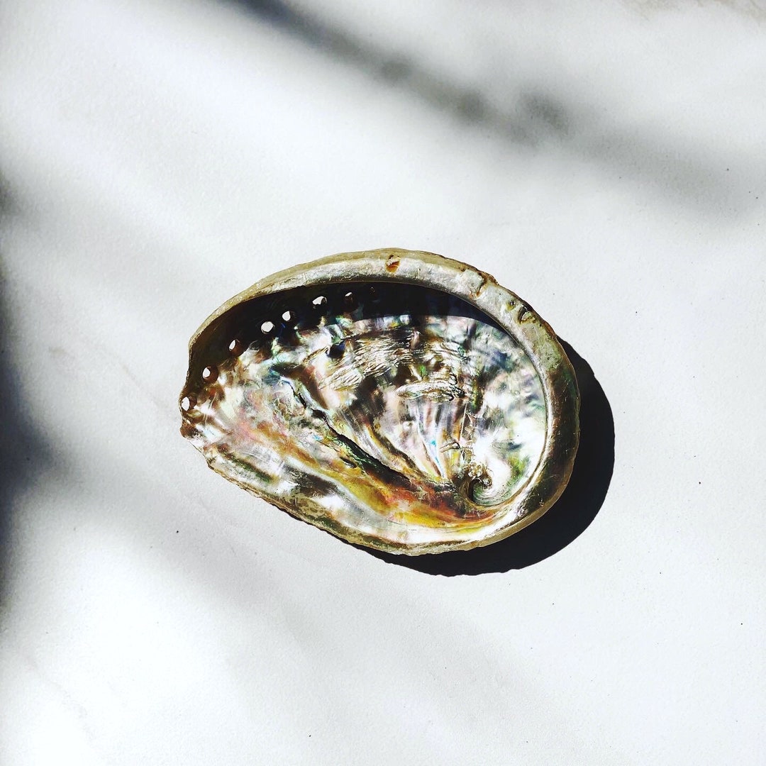 Small Abalone Shells for Incense - Etsy