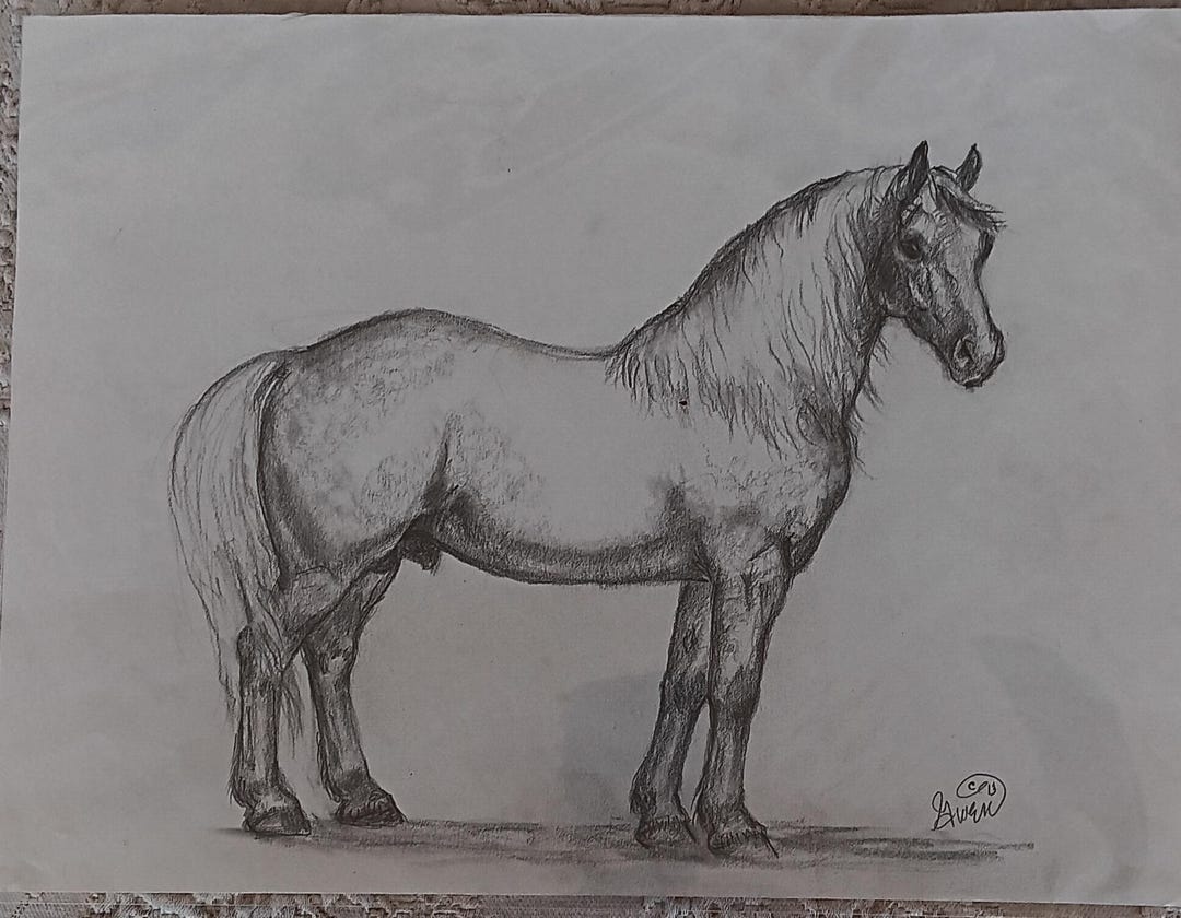 Percheron Stallion Original Drawing by Gwen Reardon Signed and Dated ...