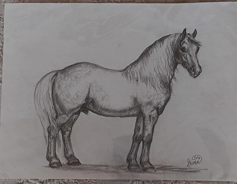 Percheron Stallion Original Drawing by Gwen Reardon Signed and Dated ...