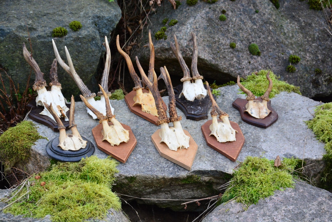 VINTAGE From 1992 Roe Deer Skull Plain Deer Skull With Antler Perfect ...