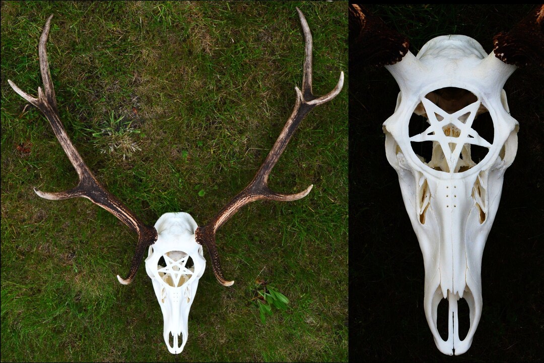 EXCLUSIVE Carved Deer Skull With Carved Pentagram Real Deer Skull Home ...